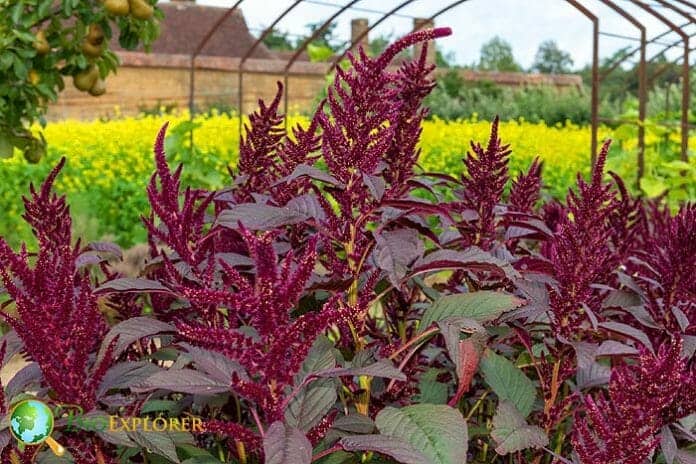 Amaranthus hypochondriacus | Foxtail Amarnath | African Spinach