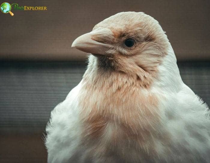 Albino Crows | White Crows | Rare Genetic Mutation | BioExplorer