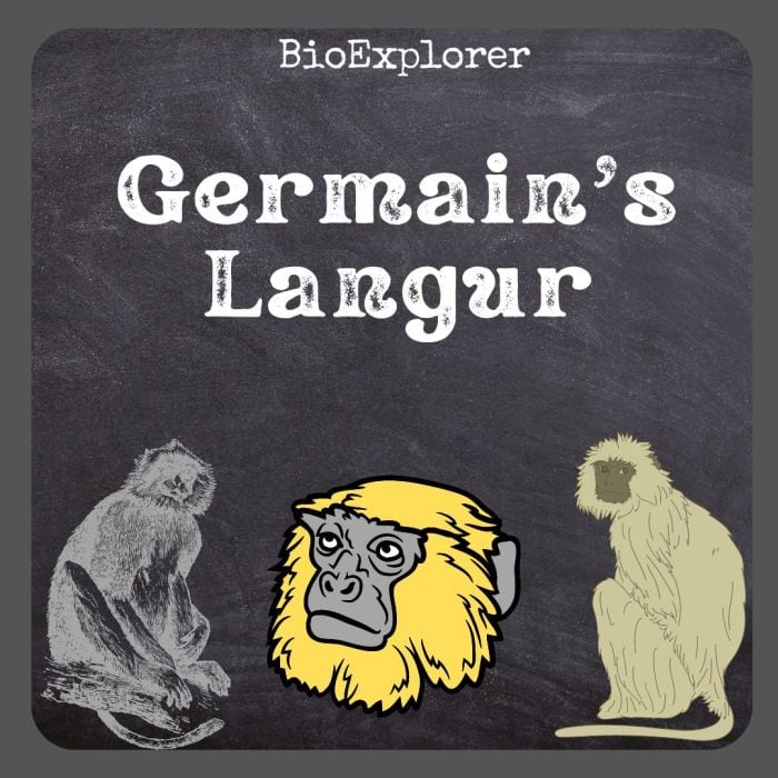 Germain's Langur Characteristics | Trachypithecus Germaini Facts