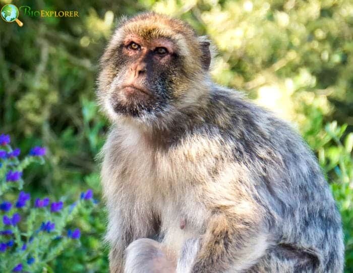 Gibraltar Monkeys | Barbary Macaques | History | Pictures | Conservation