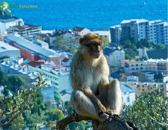 Gibraltar Monkeys | Barbary Macaques | History | Pictures | Conservation