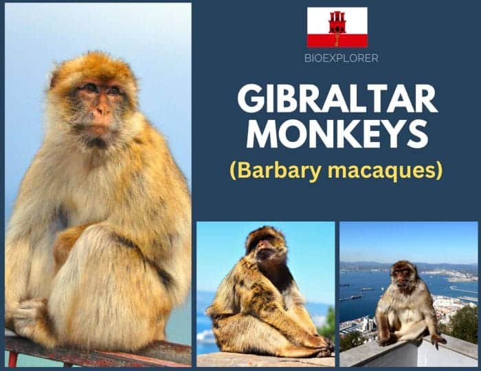 Gibraltar Monkeys | Barbary Macaques | History | Pictures | Conservation