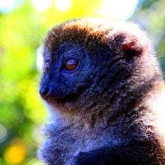 Golden Bamboo Lemur | Hapalemur Aureus | Diet | Fun Facts | Pictures