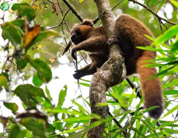 Golden Bamboo Lemur | Hapalemur Aureus | Diet | Fun Facts | Pictures