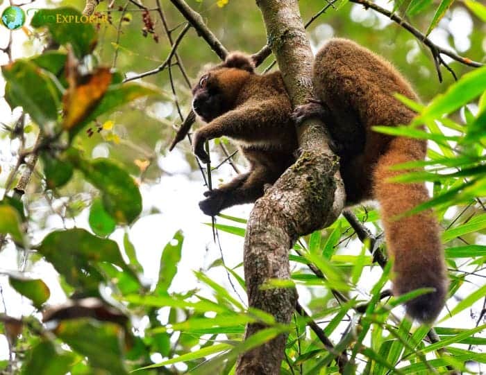 Golden Bamboo Lemur | Hapalemur Aureus | Diet | Fun Facts | Pictures
