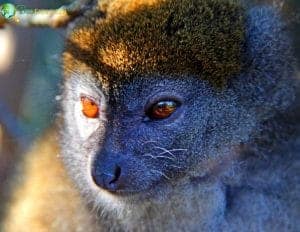 Golden Bamboo Lemur | Hapalemur Aureus | Diet | Fun Facts | Pictures