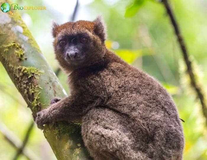 Golden Bamboo Lemur | Hapalemur Aureus | Diet | Fun Facts | Pictures