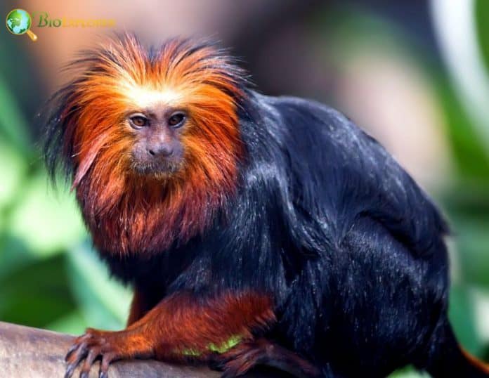 Golden-Headed Lion Tamarin Characteristics | Leontopithecus Chrysomelas ...