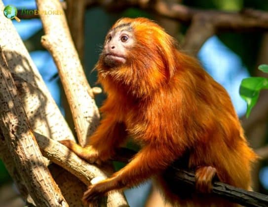 Golden Lion Tamarin Characteristics | Leontopithecus Rosalia Diet & Facts