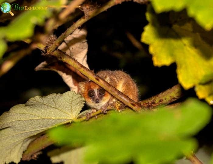 Goodman's Mouse Lemur | Microcebus lehilahytsara | Facts | Pictures