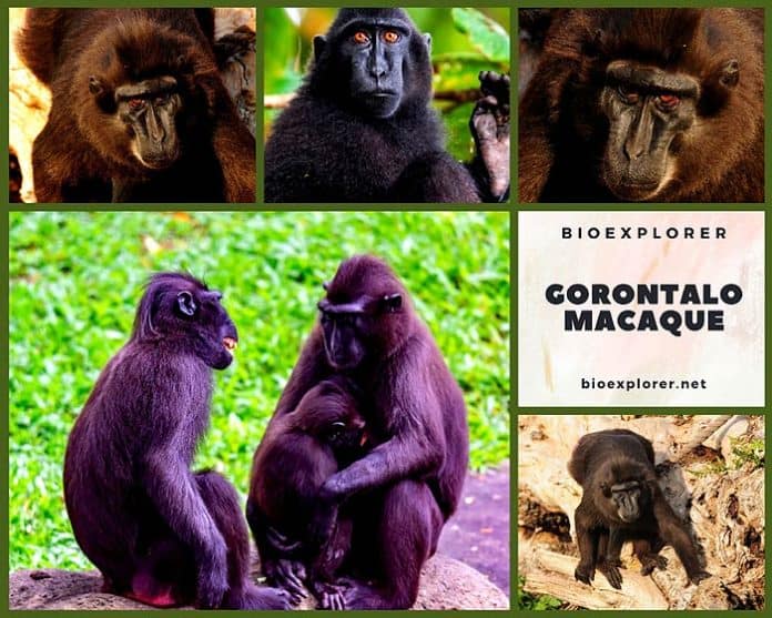 Gorontalo Macaque Characteristics | Macaca Nigrescens Facts | BioExplorer