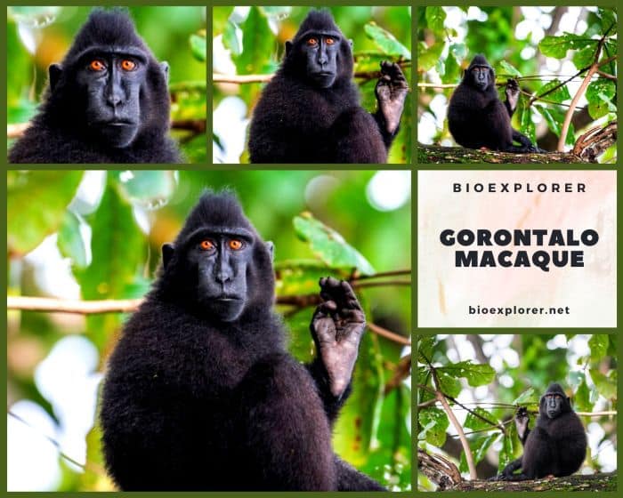 Gorontalo Macaque Characteristics | Macaca Nigrescens Facts | BioExplorer