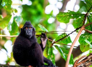 Macaques | Types of Macaques | Facts and Diets | BioExplorer