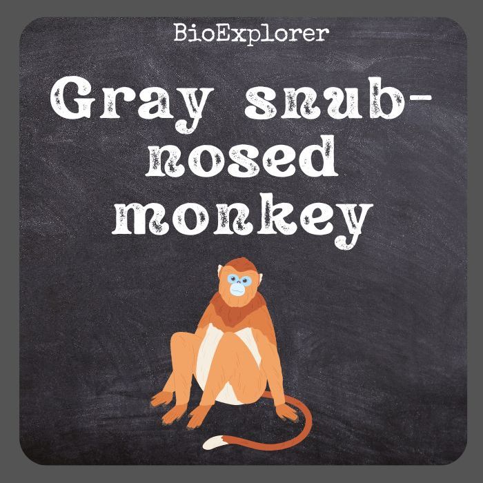 Gray Snub-Nosed Monkey Characteristics | Rhinopithecus Brelichi Facts