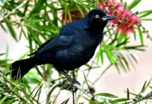 Common Grackle | Quiscalus Quiscula | Black Bird | Diet | Fun Facts