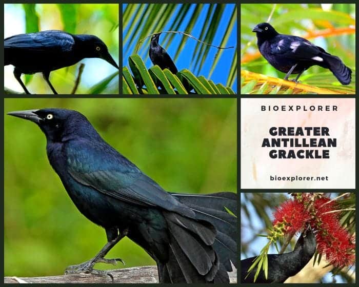 Greater Antillean Grackle | Quiscalus Niger | North American Bird | Facts