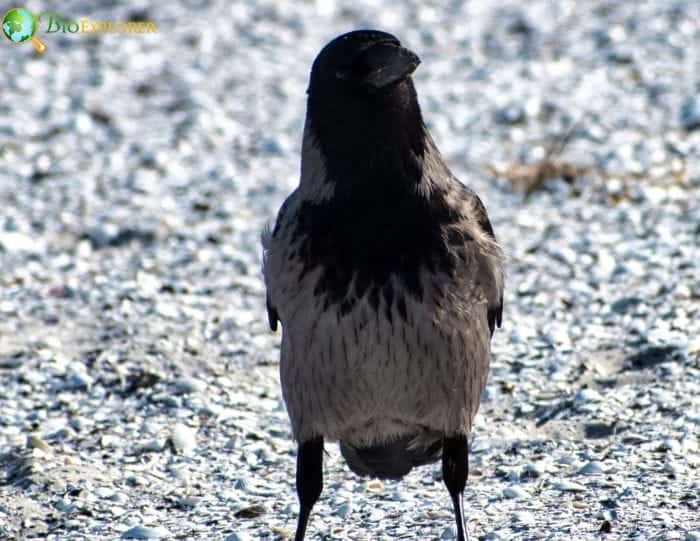 43 Types of Crows | All Corvus Species | Corvidae Family Birds