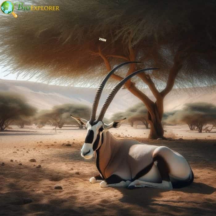 Scimitar Oryx | Scimitar-horned Oryx | Facts | Diet | BioExplorer