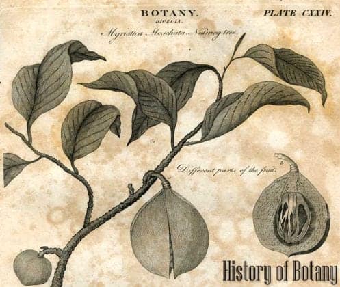 History of Botany | Complete Timeline | BioExplorer.net
