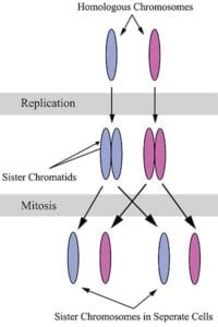 What Is A Homologous Chromosome? | Biology Explorer