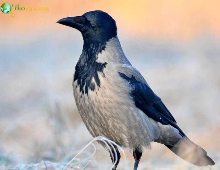 43 Types of Crows | All Corvus Species | Corvidae Family Birds