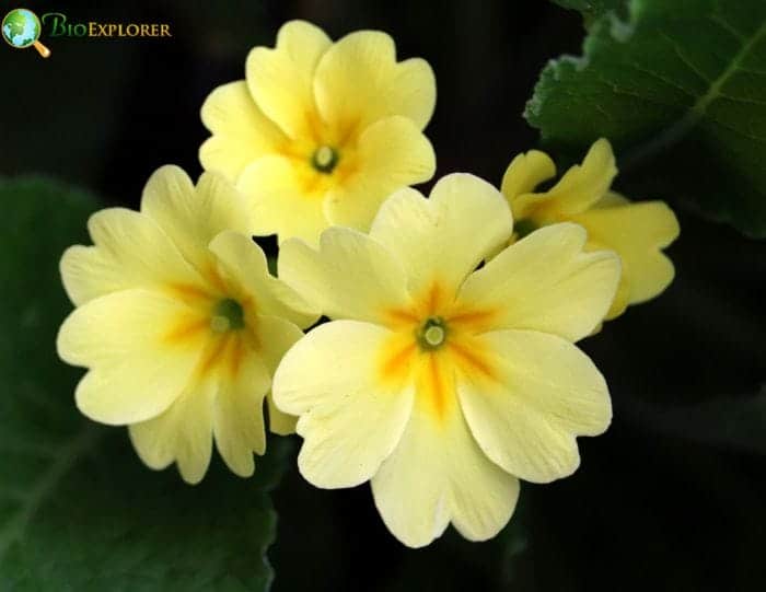 February Birth Flowers | Primrose and Violet | Symbolism & Meaning