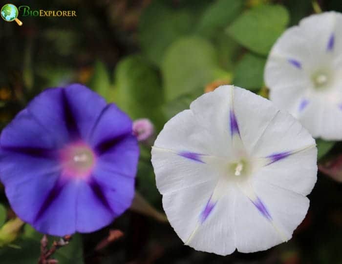 September Birth Flowers | Aster and Morning Glory | Symbolism and Meaning