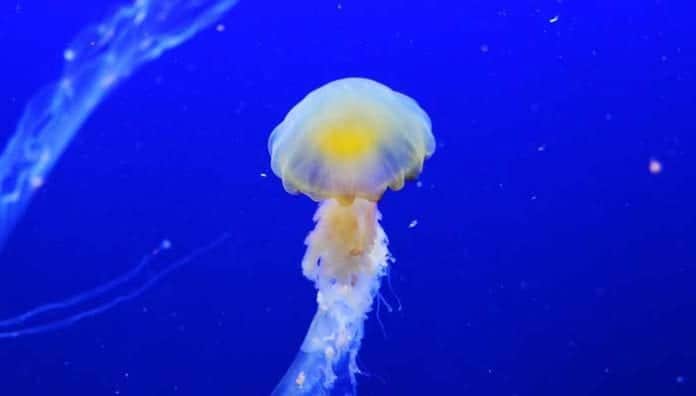 Top 16 Immortal Animals (#7 Is A Mind-Blowing Organism!)