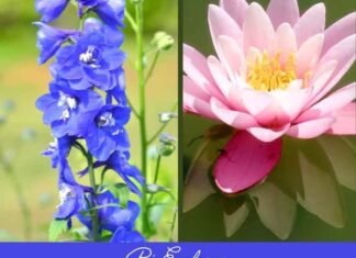 Birth Flowers | Birth Month Flowers Symbolism and Meanings