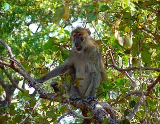 Kinda Baboon Characteristics | Papio Kindae Facts | BioExplorer