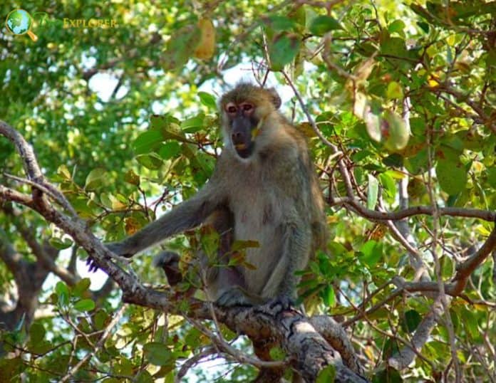 Kinda Baboon Characteristics | Papio Kindae Facts | BioExplorer