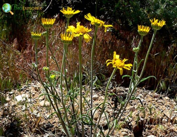 Lemon’s Rubberweed Flower | Hymenoxys Lemmonii | Desert Flower