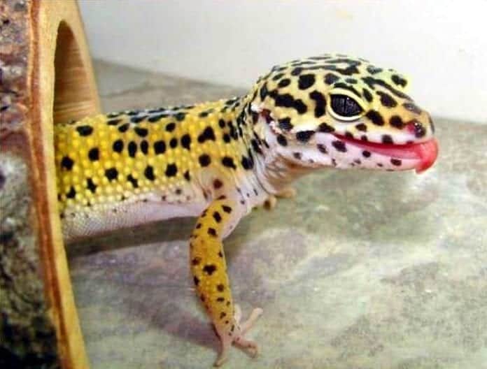 Leopard Gecko | Lifespan, Diet, Reproduction & Ecological Importance