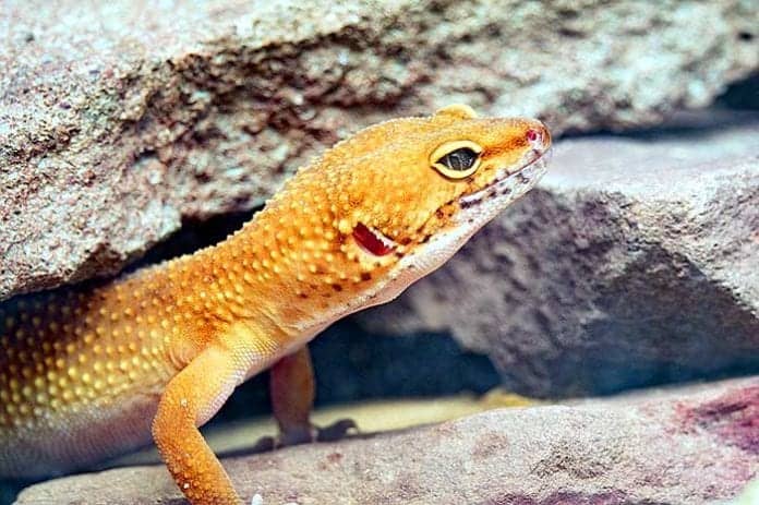 Leopard Gecko | Lifespan, Diet, Reproduction & Ecological Importance