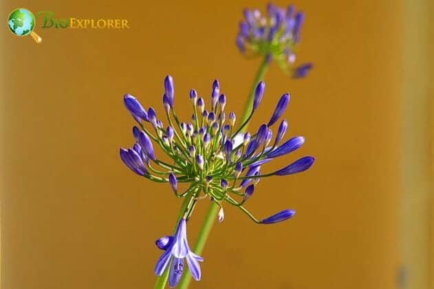 Agapanthus | African Lily | Lily of the Nile Flower | BioExplorer.net
