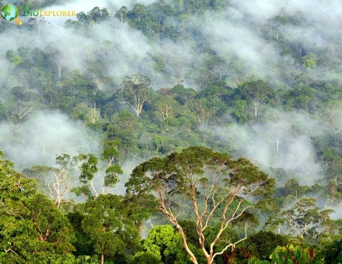World's Top Rainforests | Tropical Rainforests | BioExplorer