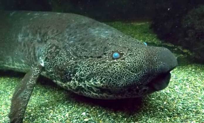 Top 16 Immortal Animals (#7 Is A Mind-Blowing Organism!)