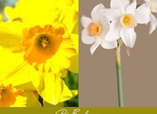Birth Flowers | Birth Month Flowers Symbolism and Meanings