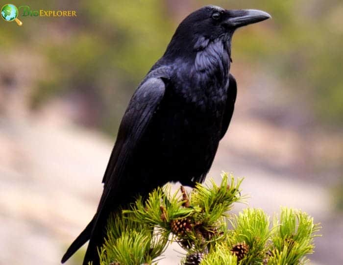43 Types of Crows | All Corvus Species | Corvidae Family Birds