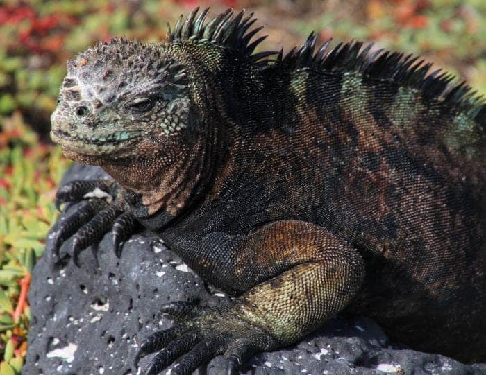 Marine Iguana | Amblyrhynchus cristatus | Characteristics | Fun Facts