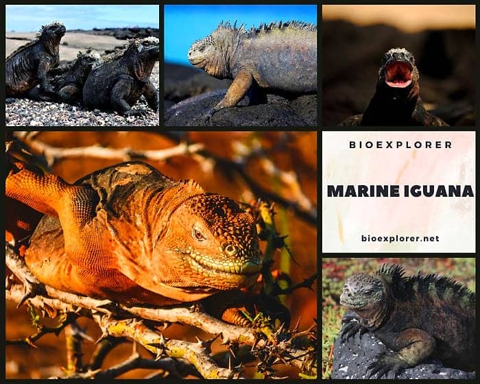 Marine Iguana | Amblyrhynchus cristatus | Characteristics | Fun Facts