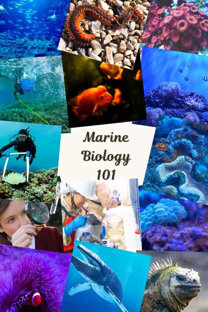 Marine Biology 101 | Unveiling the Wonders of Ocean Life
