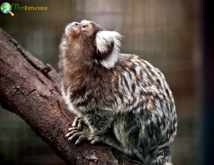 Marmoset Monkeys | Pygmy Marmosets | 24 Marmoset Species