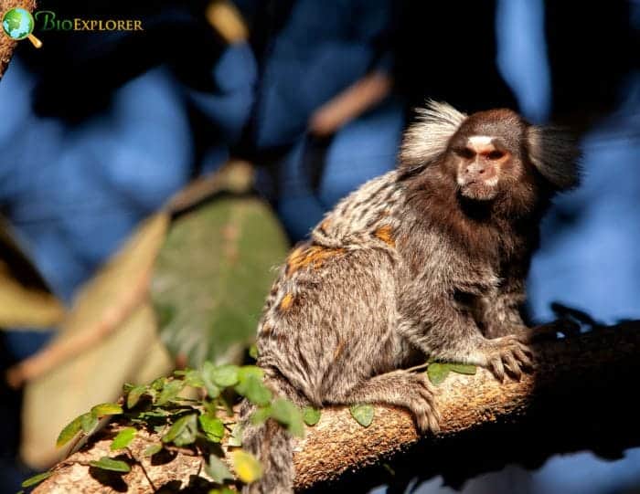 Marmoset Monkeys | Pygmy Marmosets | 24 Marmoset Species