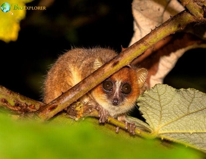 Goodman's Mouse Lemur | Microcebus lehilahytsara | Facts | Pictures
