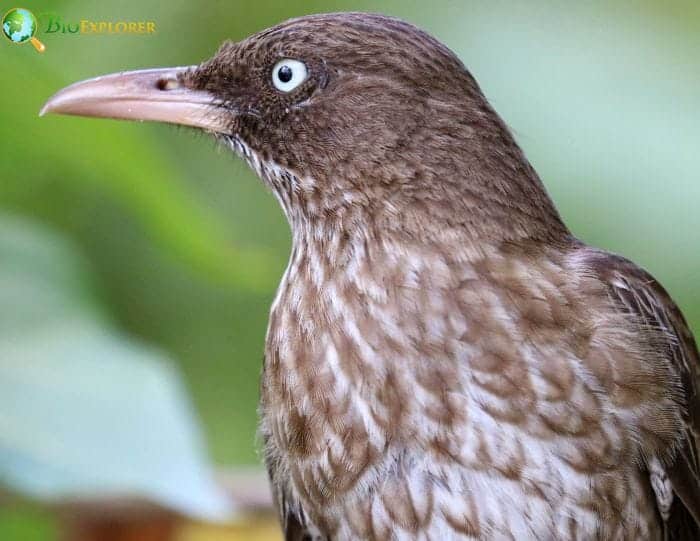 Mimids | Mimicry Birds | Mimidae | Mockingbirds | Thrashers & More