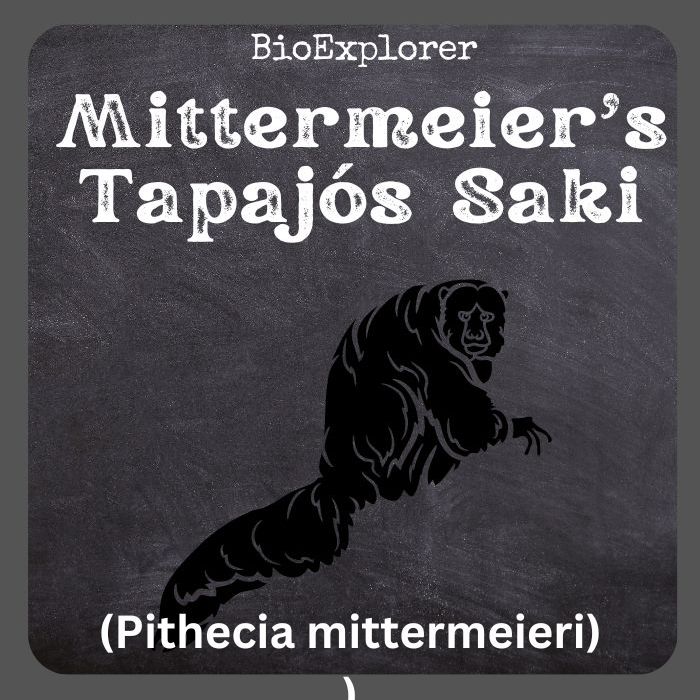 Mittermeier's Tapajós Saki Characteristics | Pithecia Mittermeieri ...