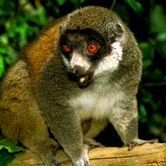 Mongoose Lemur | Eulemur Mongoz | Lemur Species | Facts