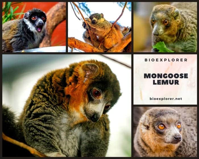 Mongoose Lemur | Eulemur Mongoz | Lemur Species | Facts