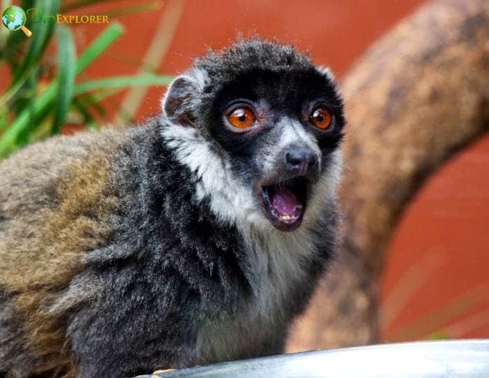 Mongoose Lemur | Eulemur Mongoz | Lemur Species | Facts